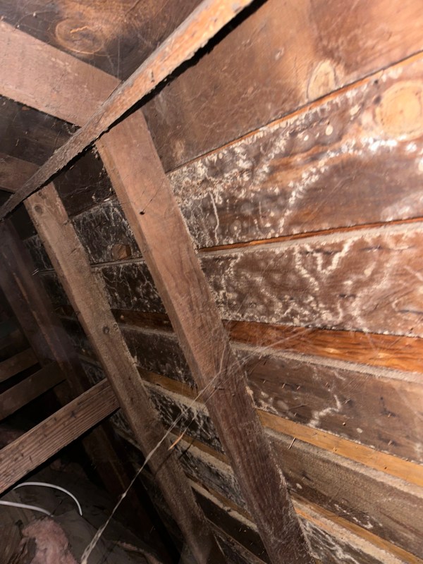 Black Mold vs Toxic Mold: 7 Critical Differences to Know